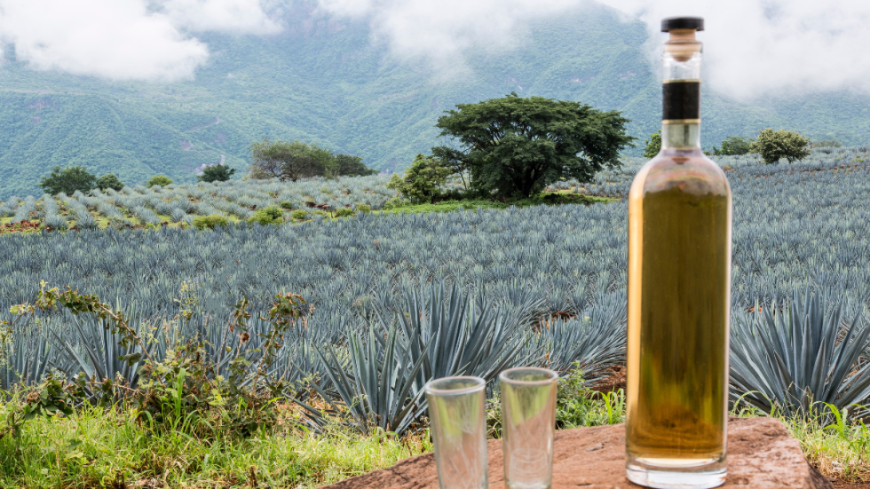 Camino Tequila: A Journey of Flavor and Tradition | Blue Ocean Wine ...