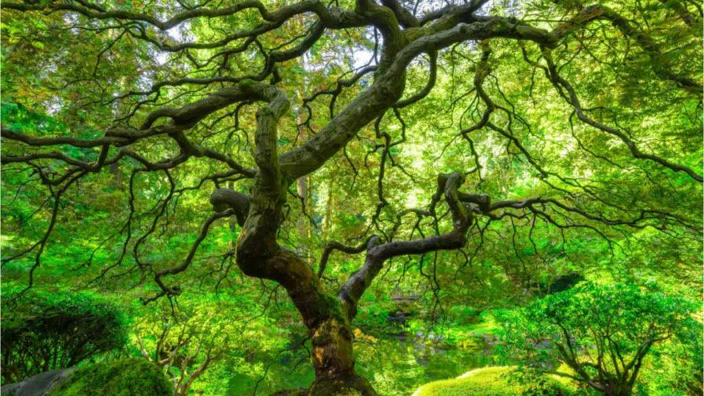 Mizunara Oak in Whiskey Aging: A Japanese Traditio